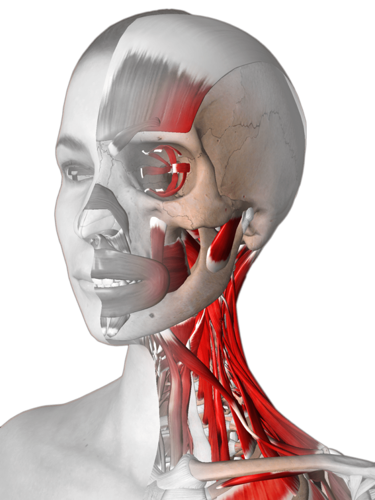 CMD in Neumünster - 04321 Physiotherapie Praxis Percy Rippe