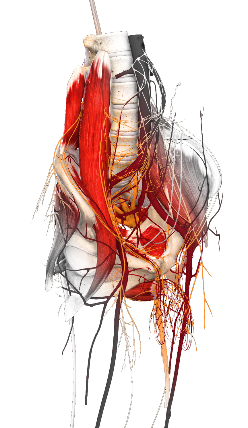 Beckenboden - 04321 Physiotherapie Praxis Percy Rippe